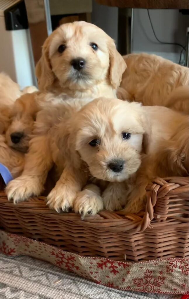 Cockapoos – Leinstercanines
