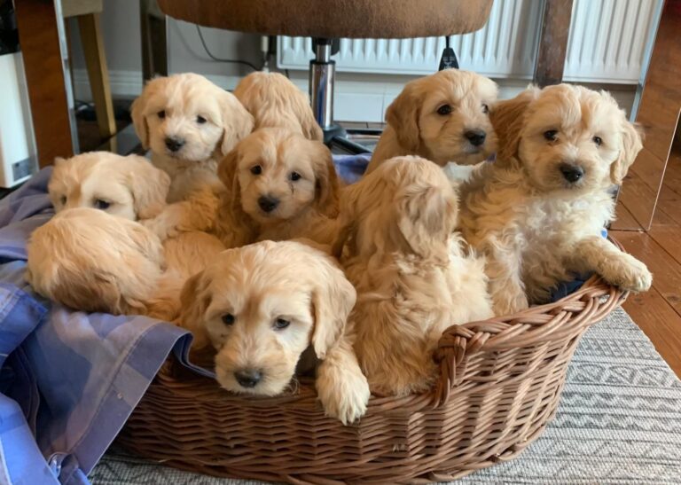 Cockapoos – Leinstercanines