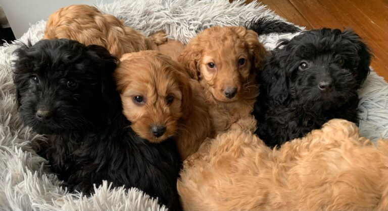 Cockapoos – Leinstercanines
